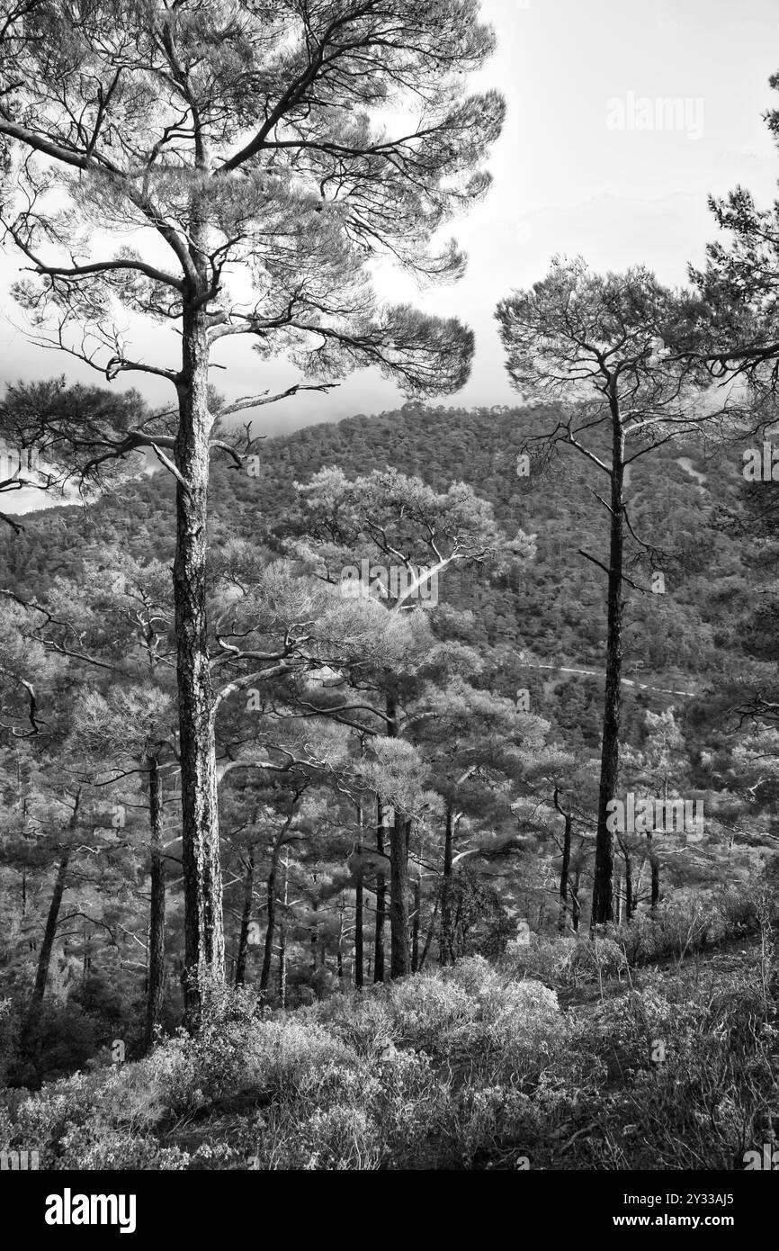 Pine forest cyprus hi-res stock photography and images - Alamy