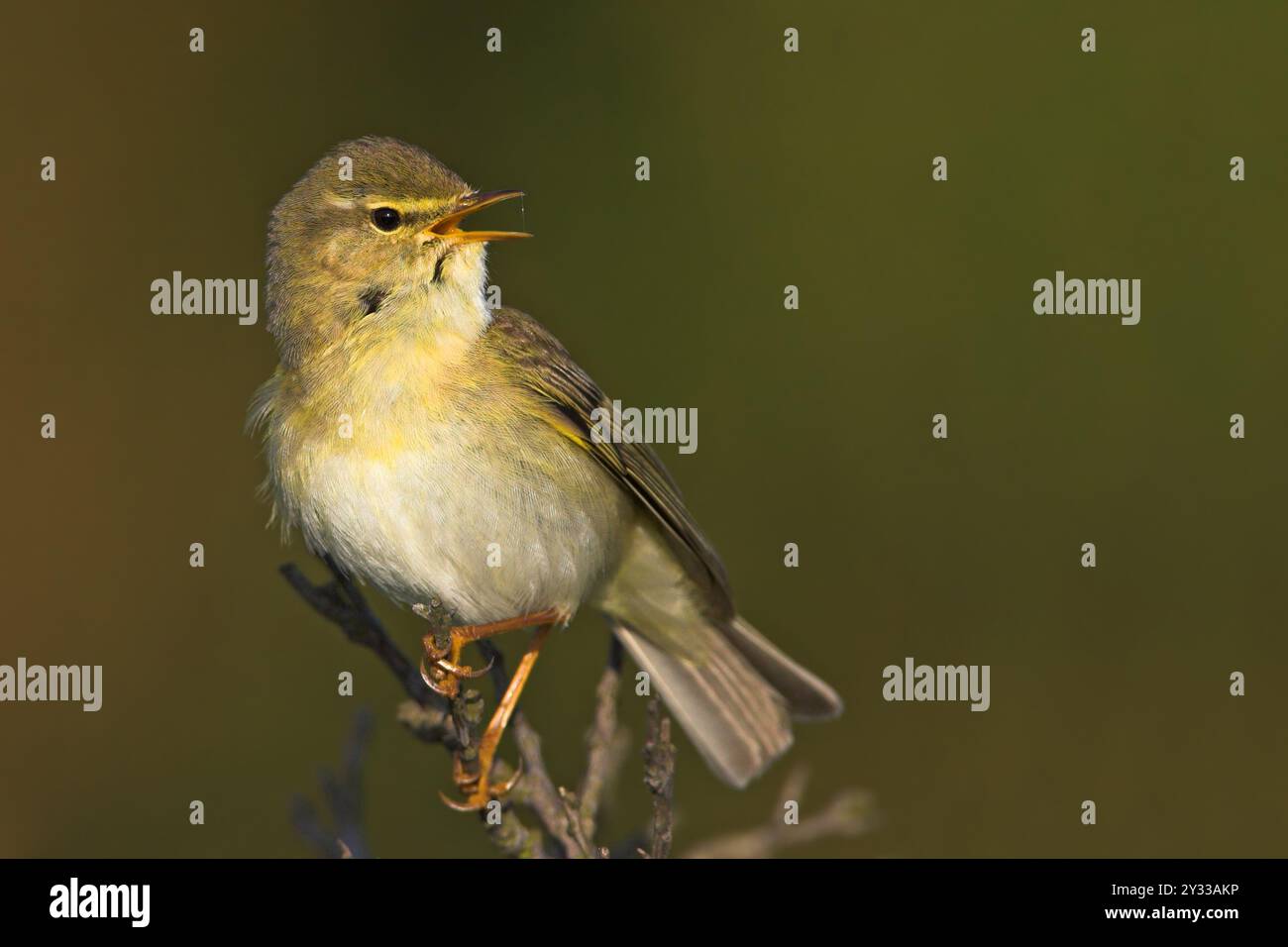 Fitis auf Sitzwarte, (Phylloscopus trochilus Stock Photo - Alamy