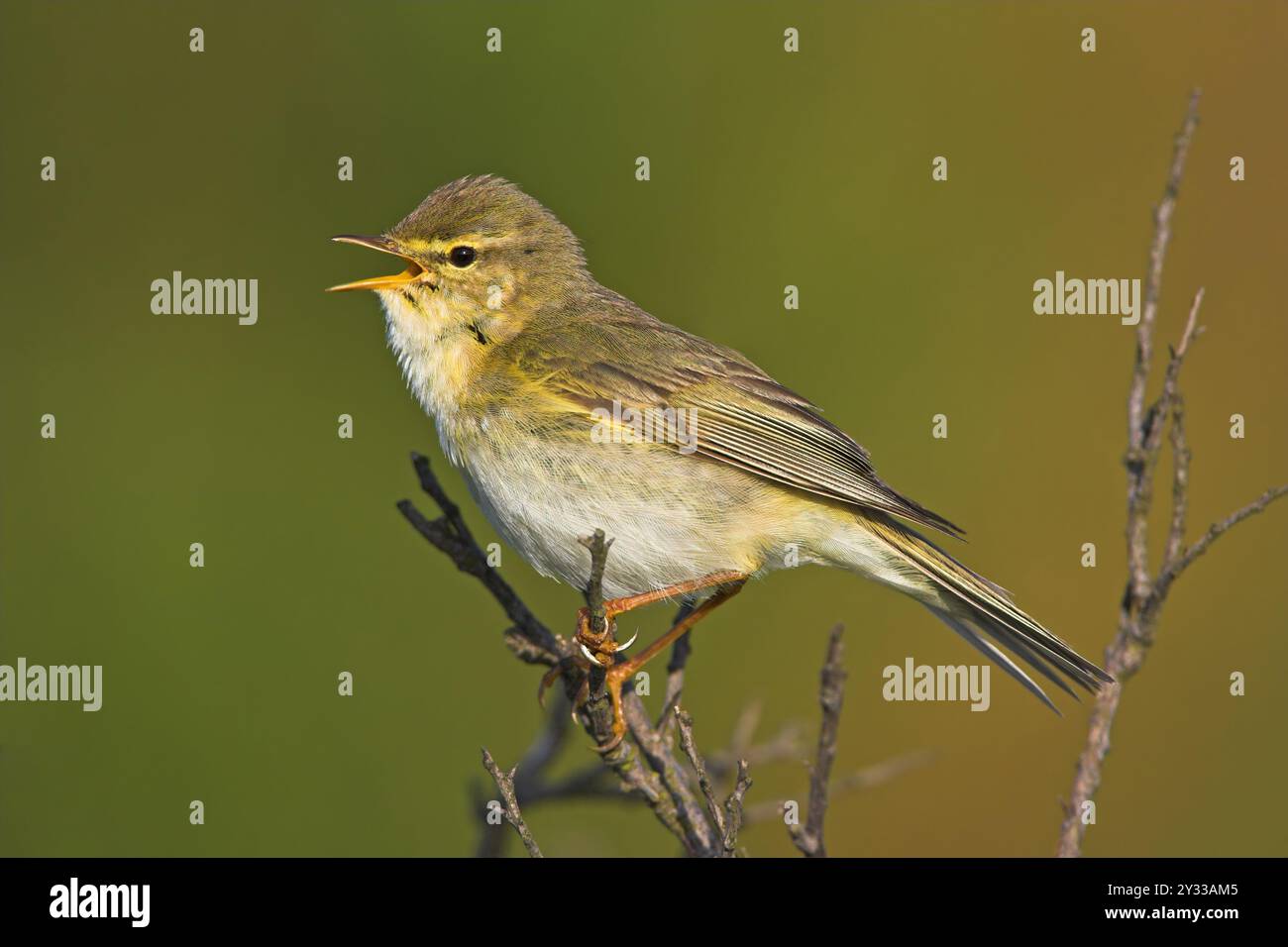 Fitis auf Sitzwarte, (Phylloscopus trochilus Stock Photo - Alamy