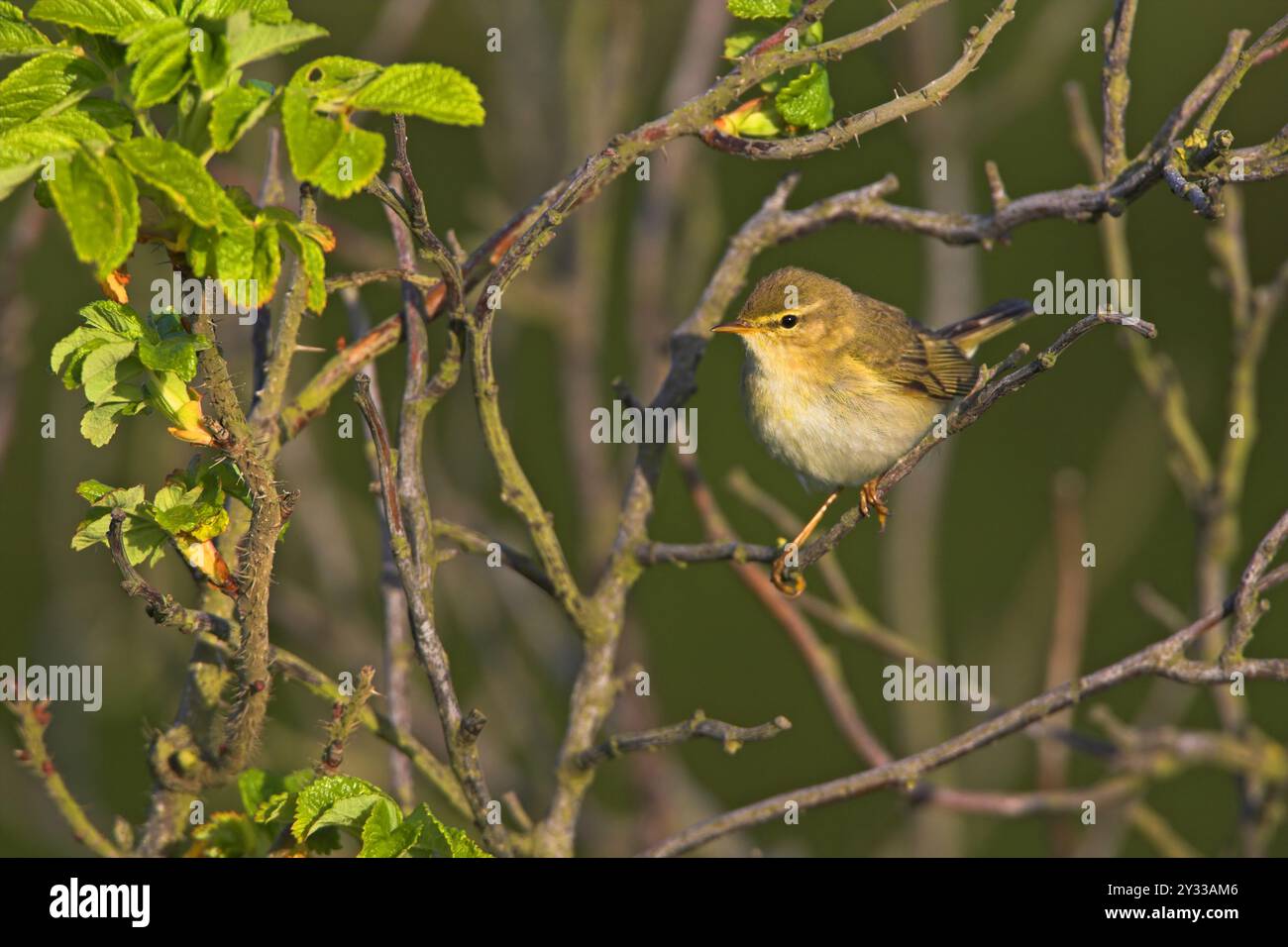 Fitis auf Sitzwarte, (Phylloscopus trochilus Stock Photo - Alamy