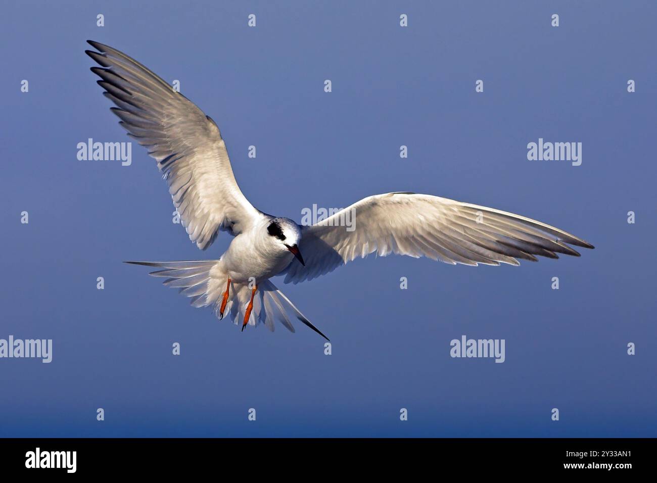 Forsterseeschwalbe, ( Sterna forsteri Stock Photo - Alamy
