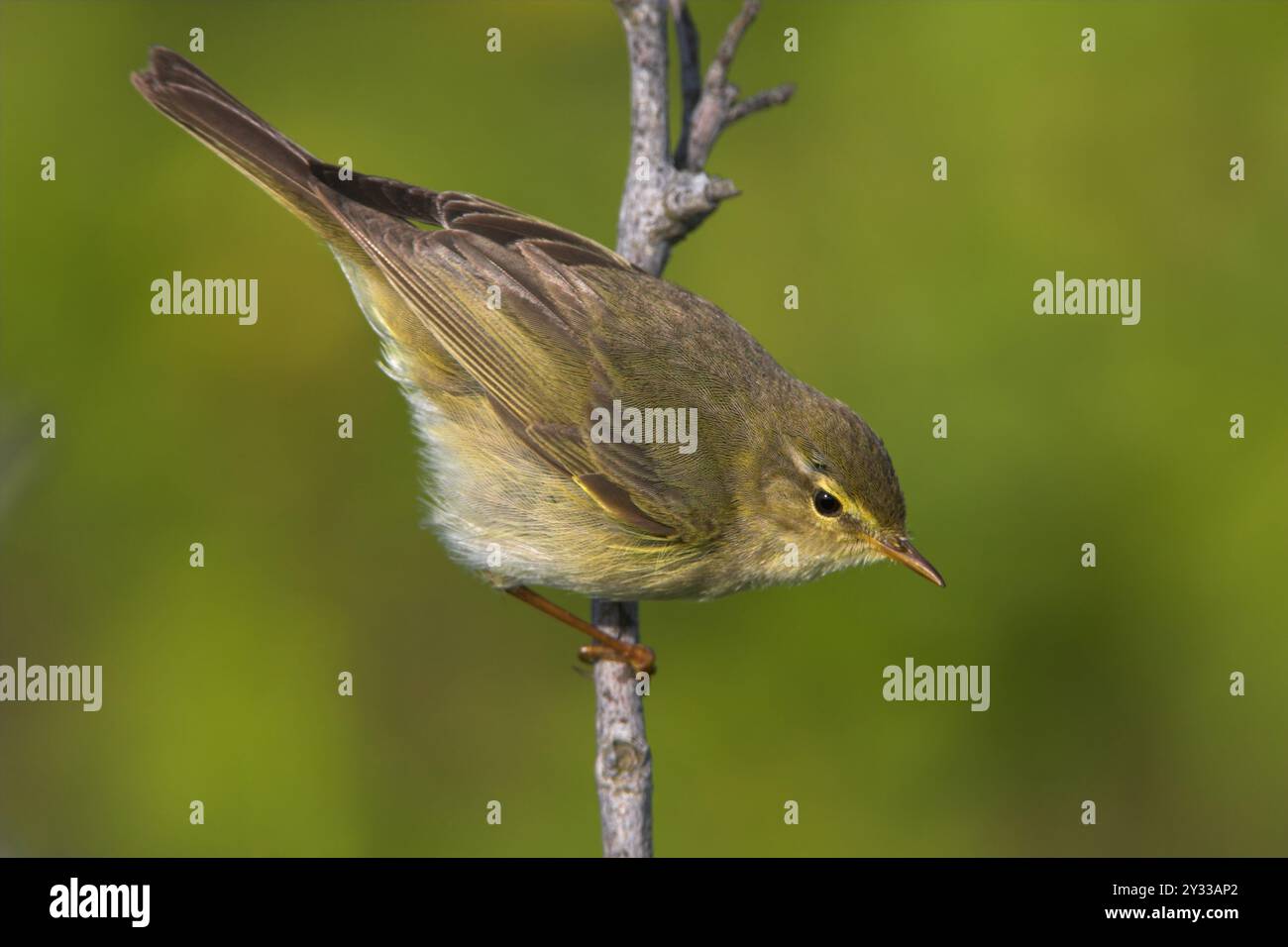 Fitis auf Sitzwarte, (Phylloscopus trochilus Stock Photo - Alamy