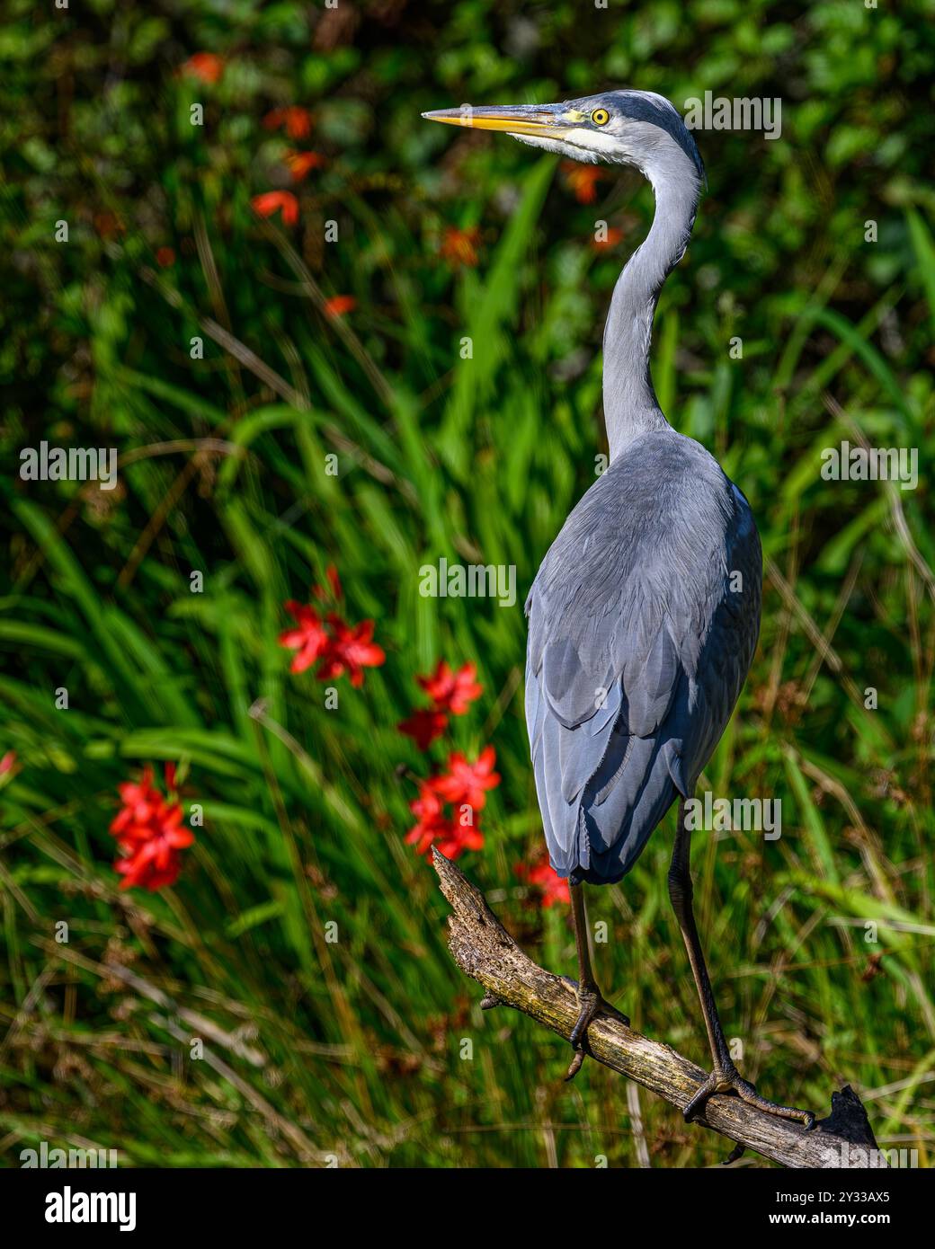 Bird red heron hi-res stock photography and images - Alamy