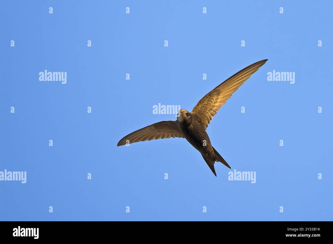 Mauersegler, Flugaufnahme, (Apus apus), Familie der Schwalben Stock ...