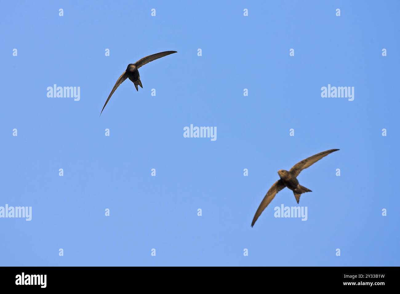 Mauersegler, Flugaufnahme, (Apus apus), Familie der Schwalben Stock ...