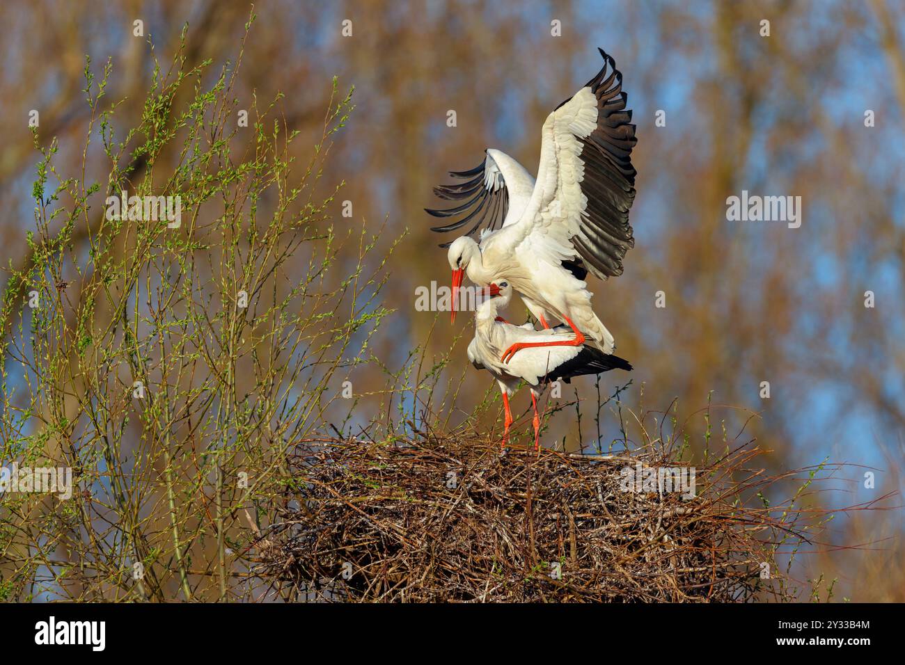 Weißstorch, Weissstorch, (Ciconia ciconia), Storchenhochzeit, Paarung ...