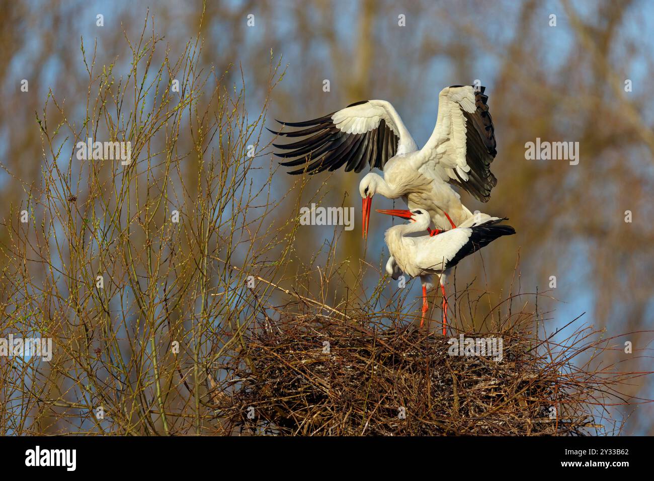 Weißstorch, Weissstorch, (Ciconia ciconia), Storchenhochzeit, Paarung ...