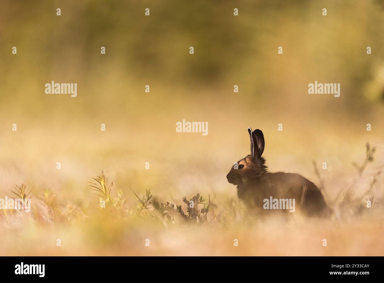 A Snowshoe Hare sitting in a beautiful golden backlight Stock Photo - Alamy