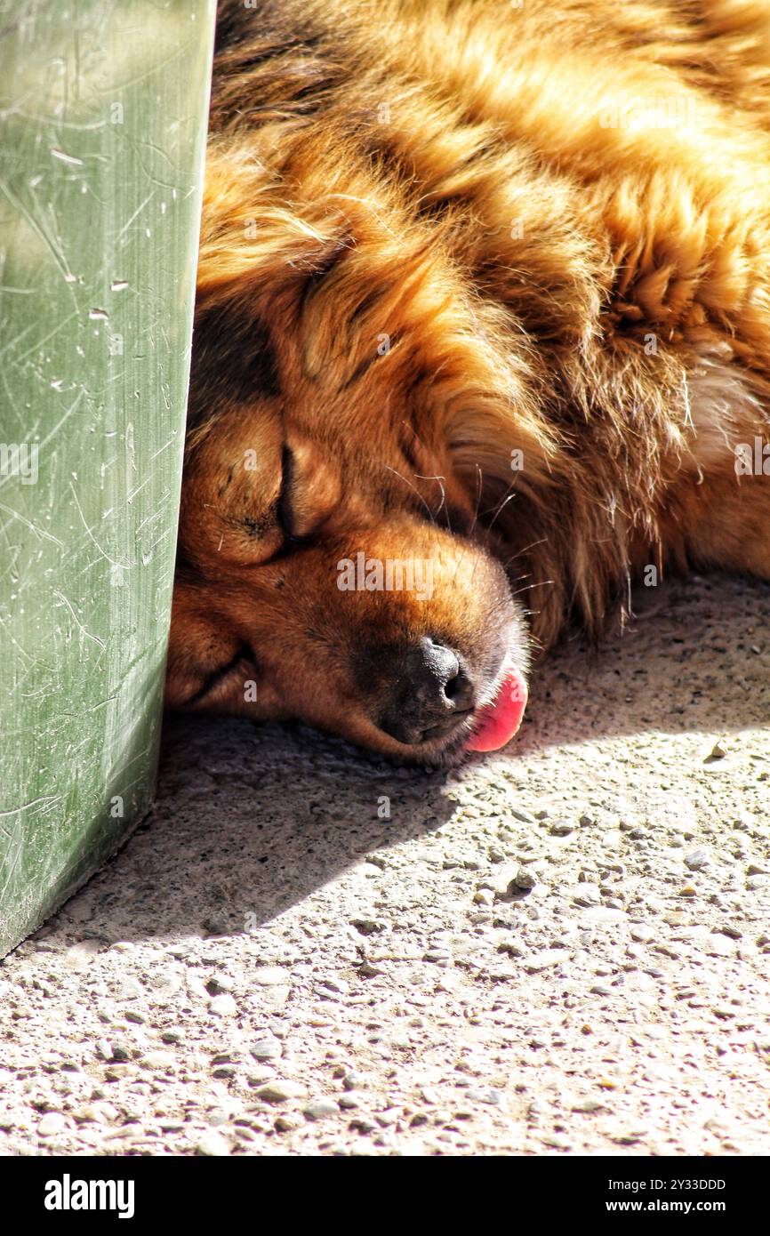A fluffy brown dog sleeping peacefully on the ground with its tongue ...