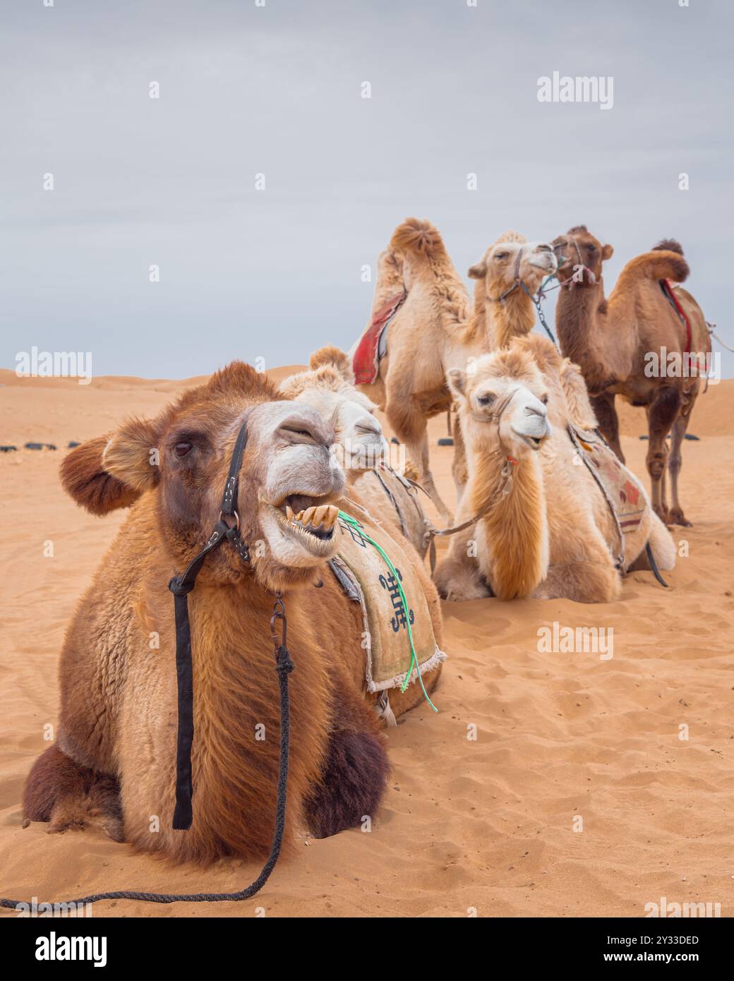 Close un portrait of the three funny camels in desert of Inner Mongolia ...