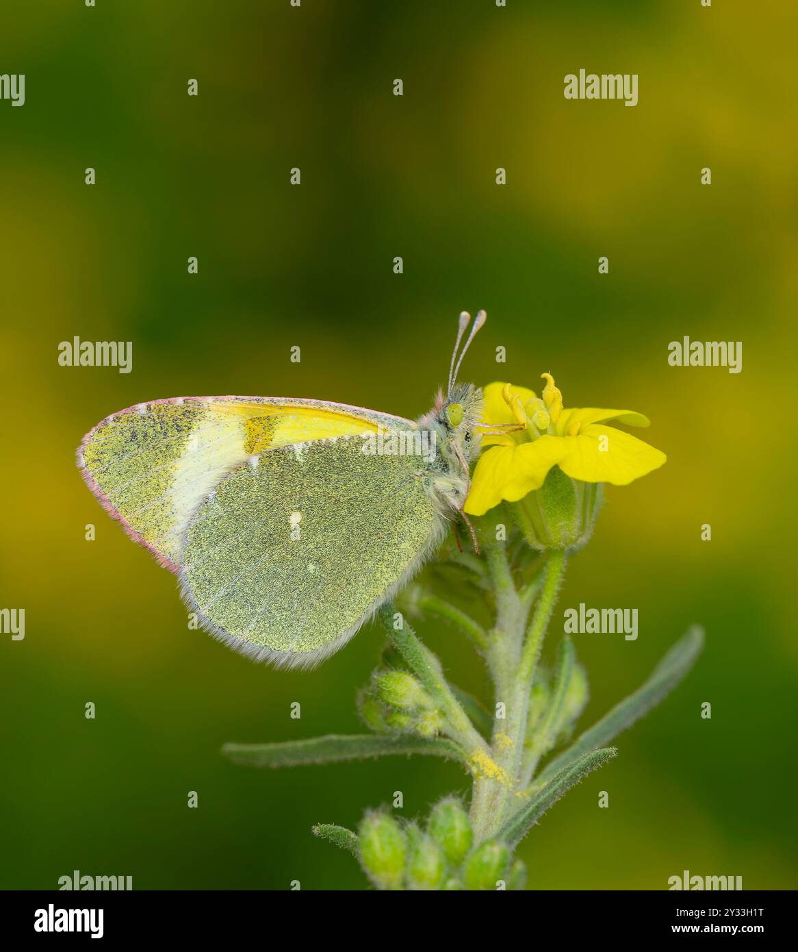 yellow butterfly on yellow flower, Euchloe penia Stock Photo - Alamy
