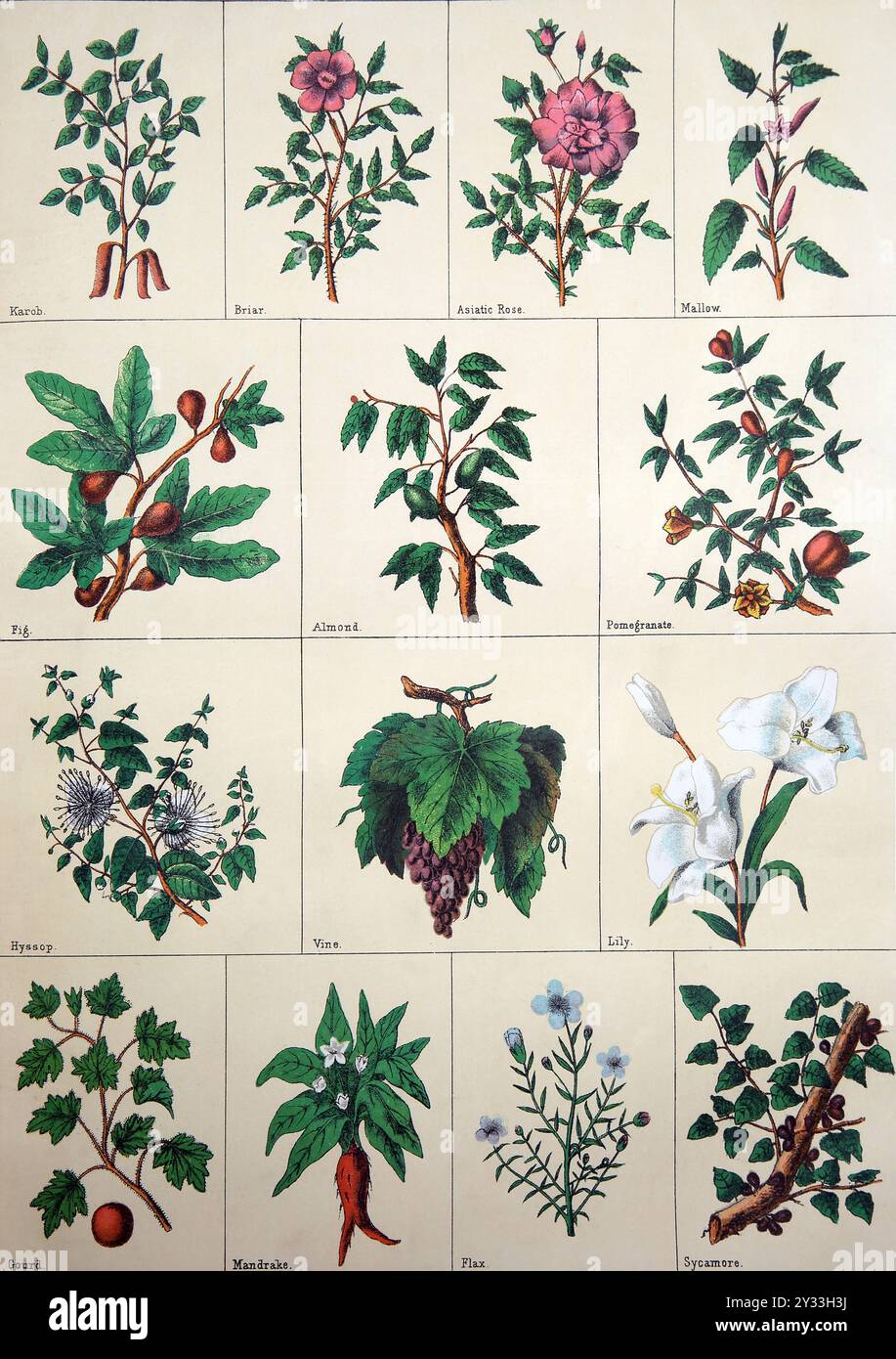Illustration of Bible Natural History Page Depicting Flowers and Plants ...