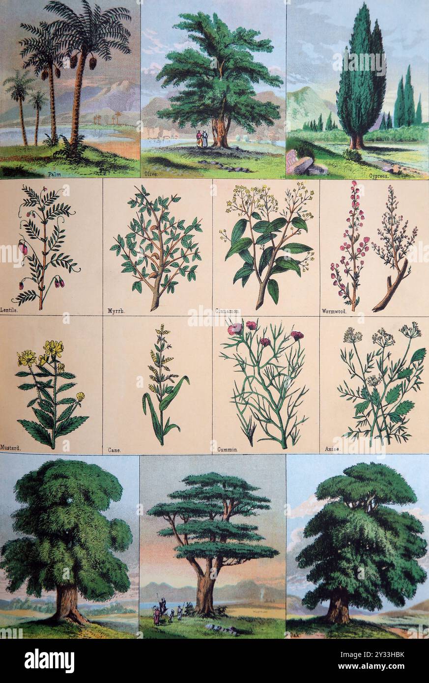 Illustration of Bible Natural History Page Depicting Trees and Flowers ...