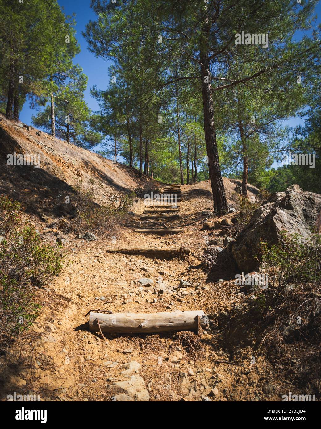 A scenic forest trail with wooden steps ascending through a pine forest ...