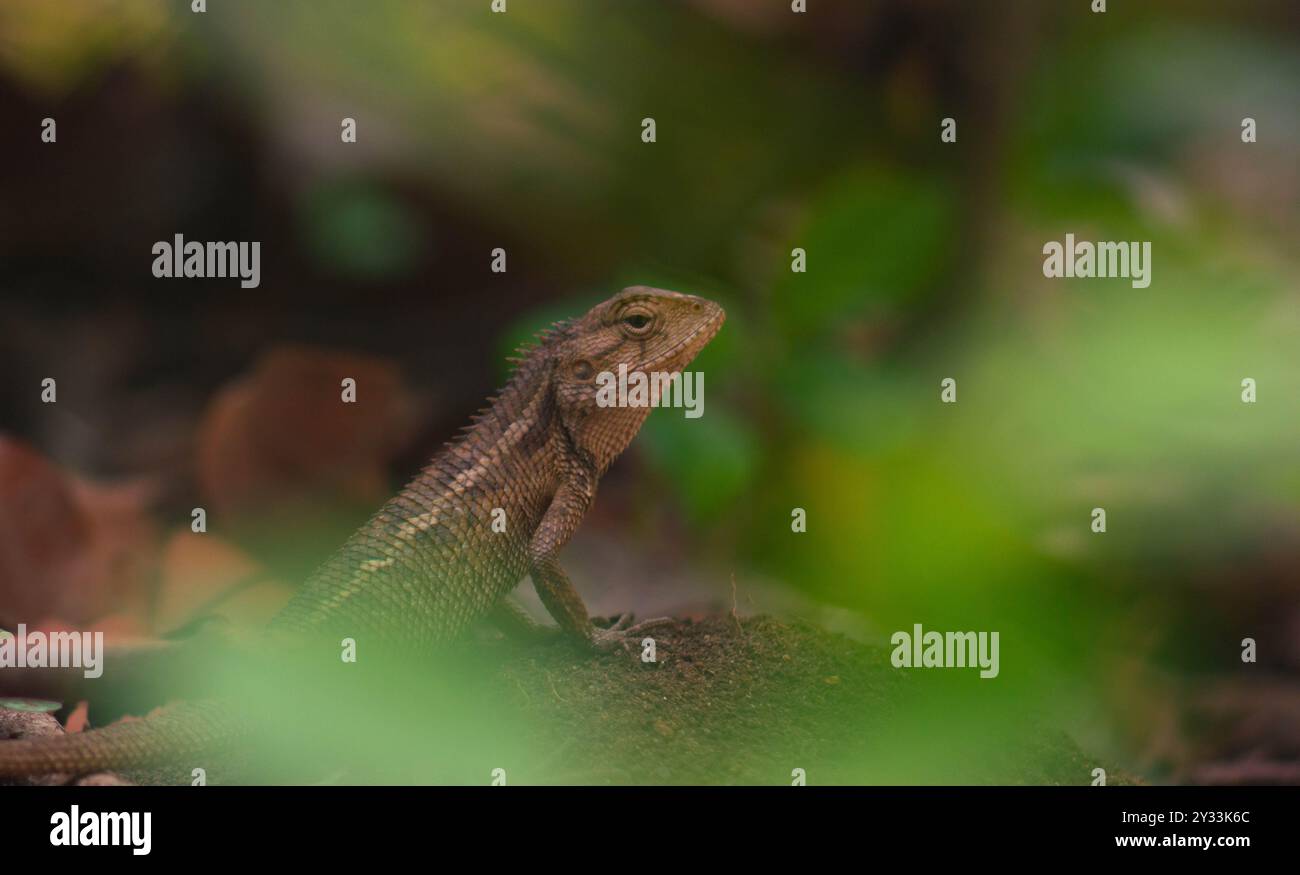chameleons or wild calotes. Invasive animals that live and thrive in ...
