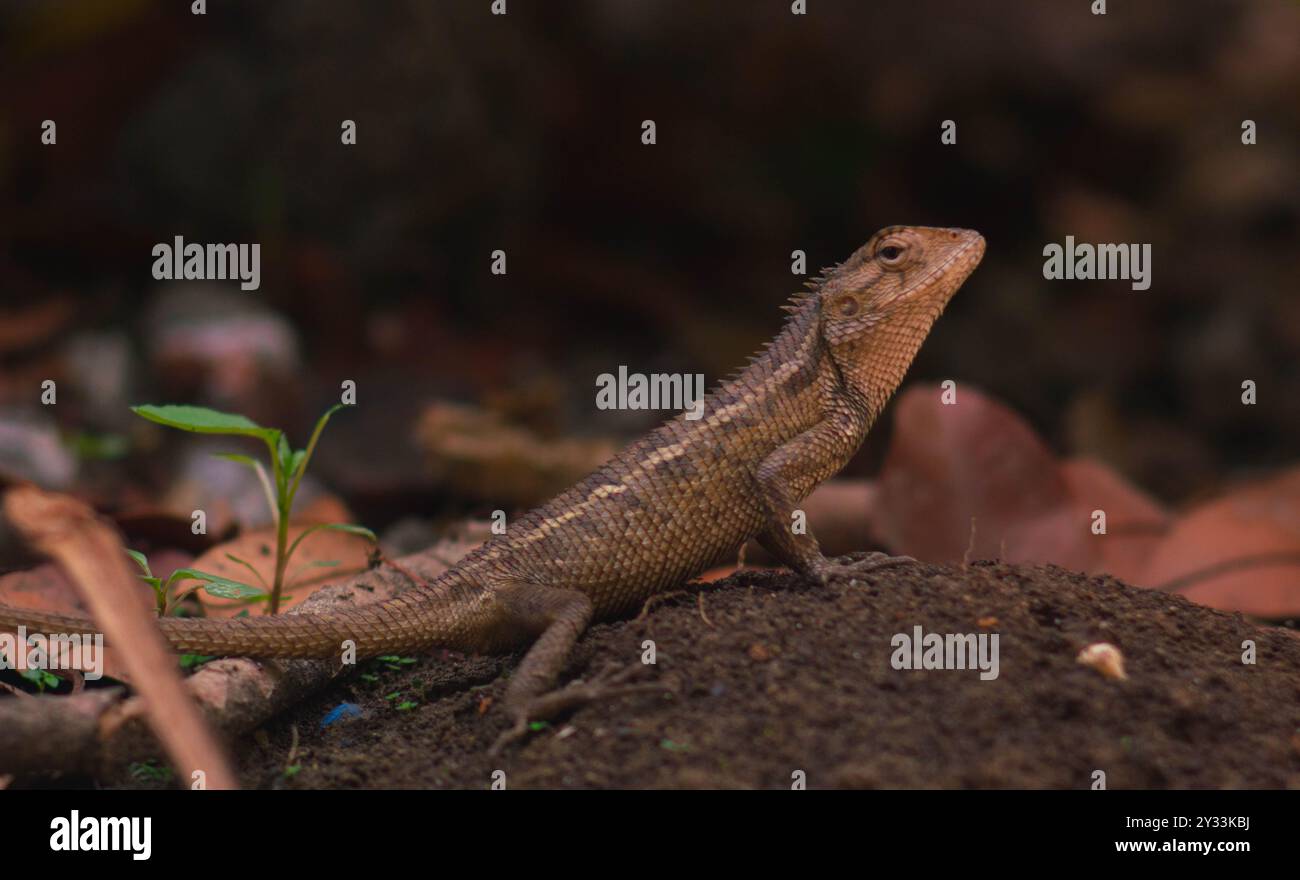 chameleons or wild calotes. Invasive animals that live and thrive in ...