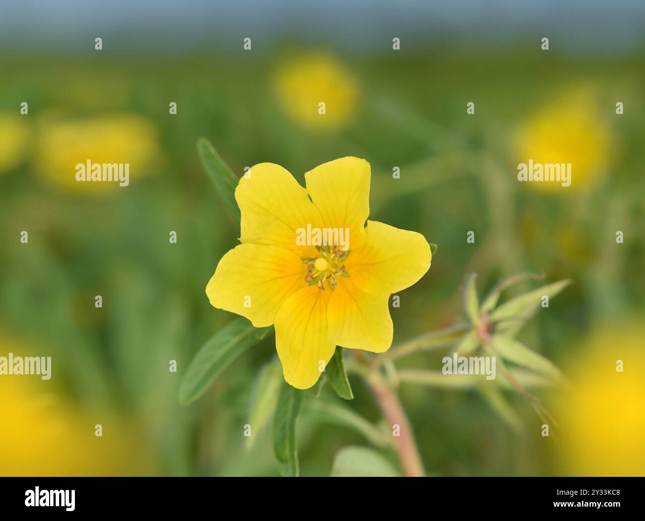 Water-primrose - Ludwigia grandiflora Stock Photo - Alamy