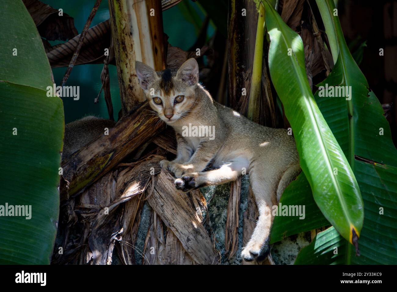 Kitten taking a nap under the shed of a banana tree - shot by Sony ...