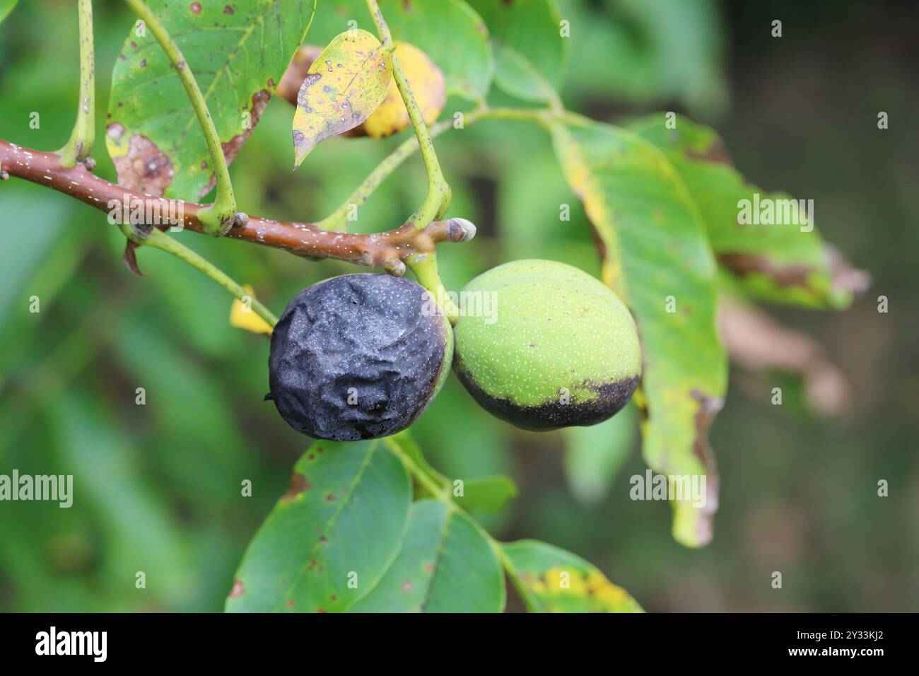 Walnut, Juglans regia, damagee on walnut tree, by larvae of Rhagoletis ...