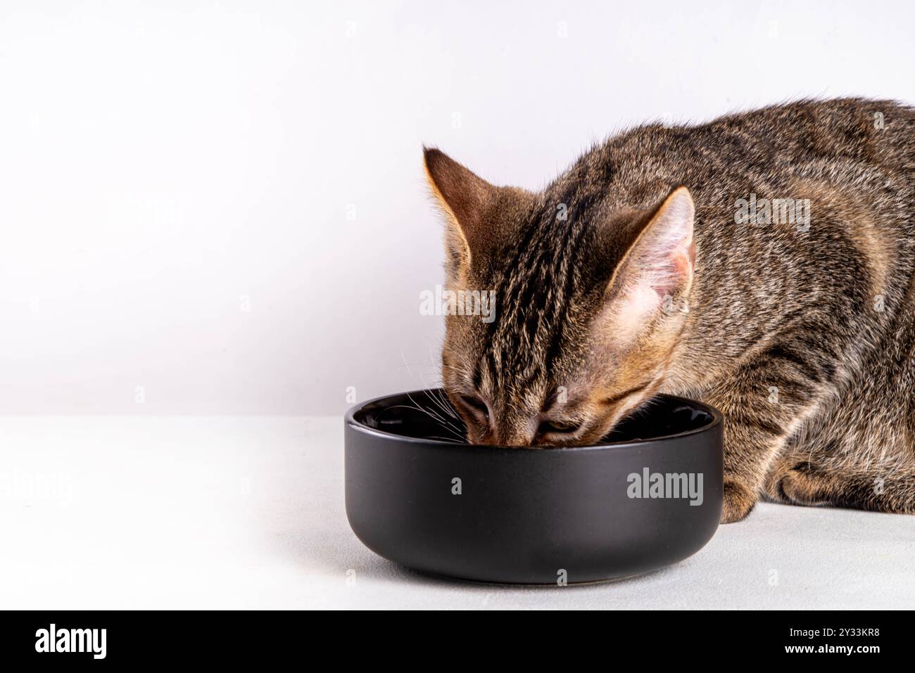 Cute adorable tabby striped mongrel kitten eats kibble food from bowl ...