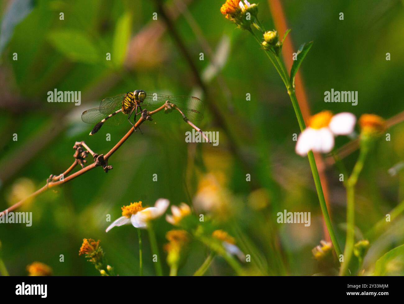Pattern blue dragonflies green hi-res stock photography and images - Alamy