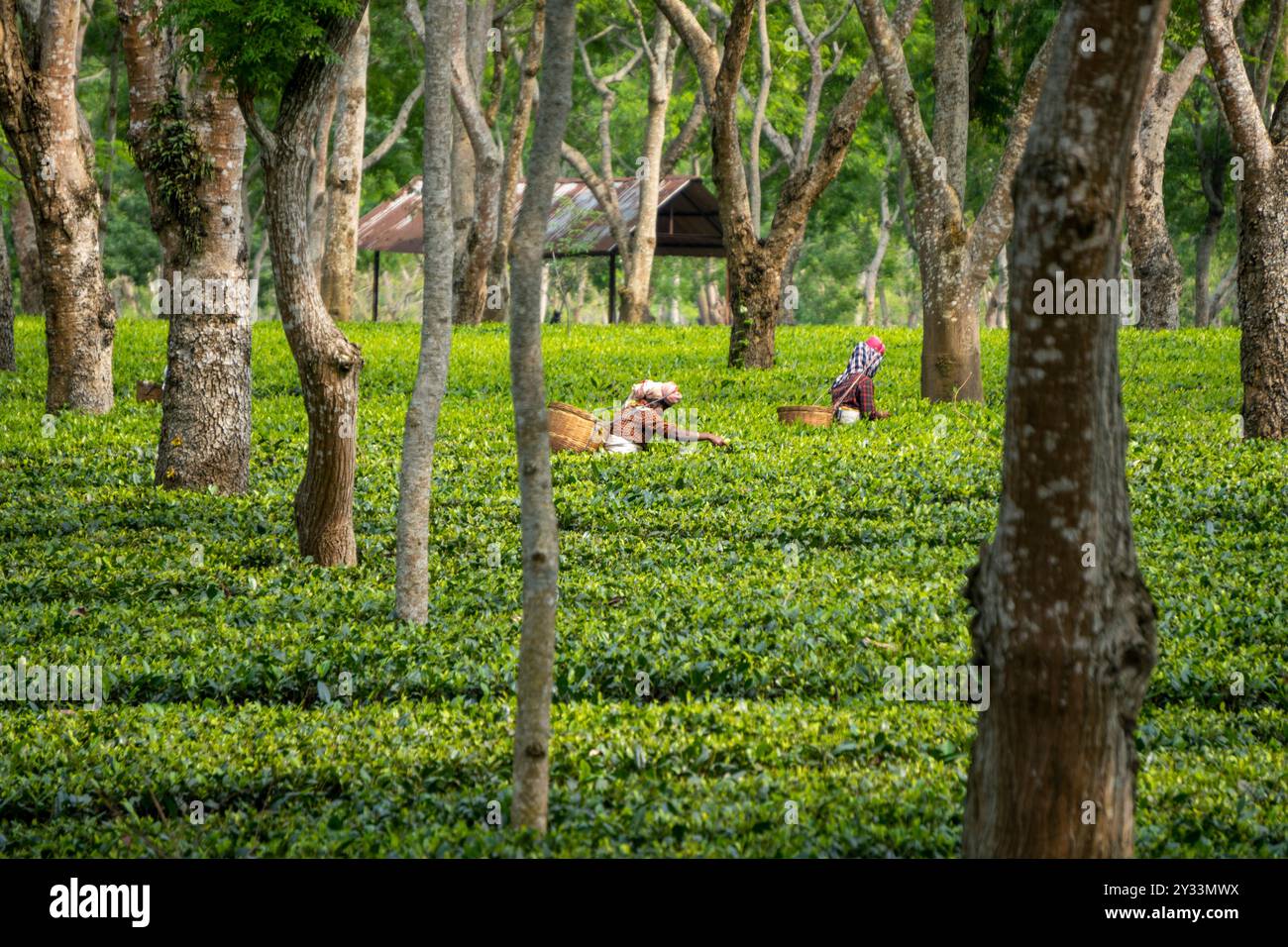 Assam tea picker hi-res stock photography and images - Alamy