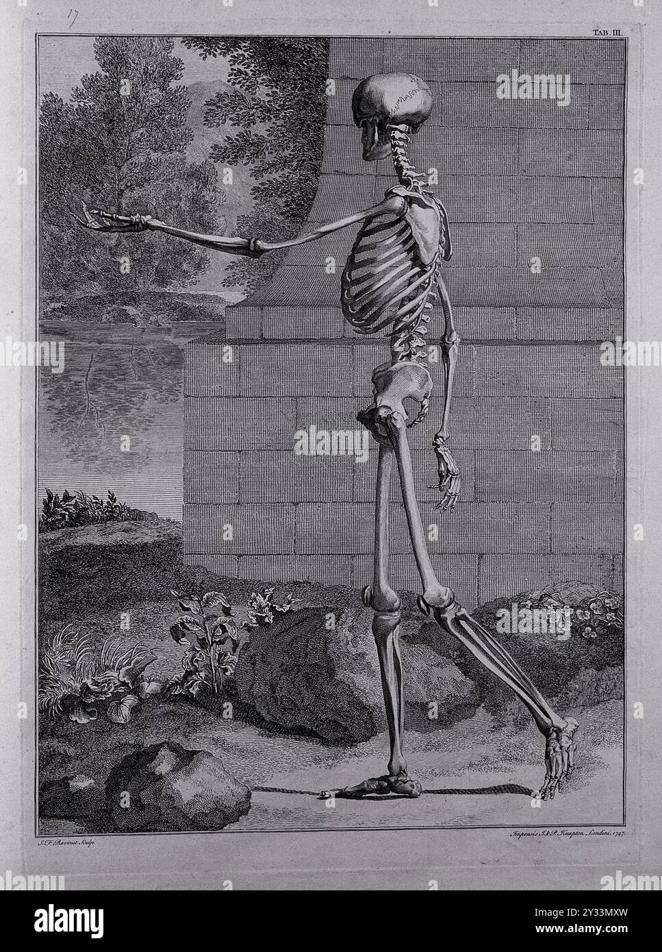 A standing skeleton, side view, with left arm extended. Engraving by S ...