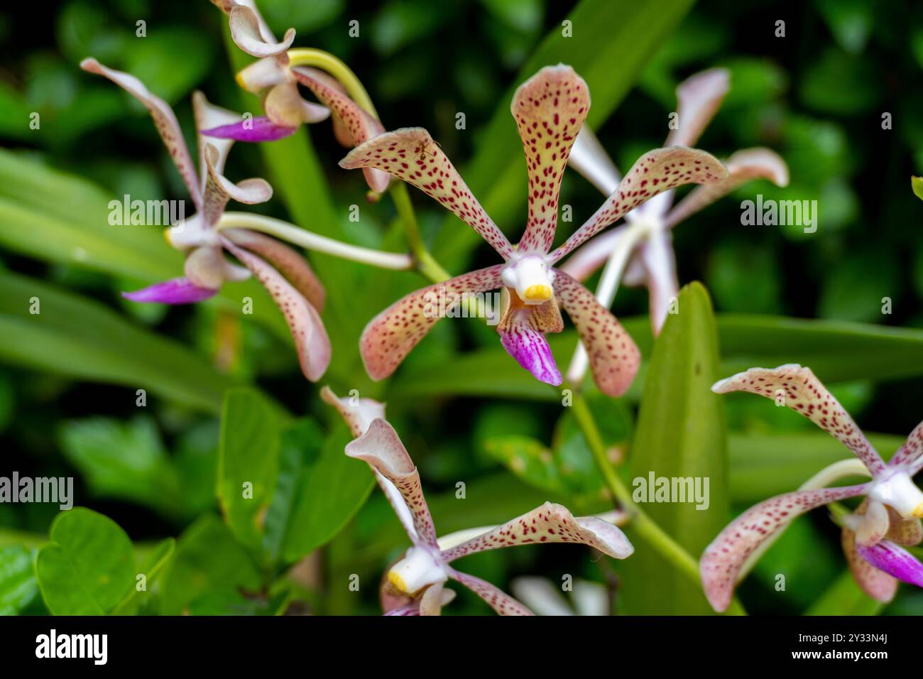 Beautiful Aranda Hilda Galistan orchid blooming Stock Photo - Alamy
