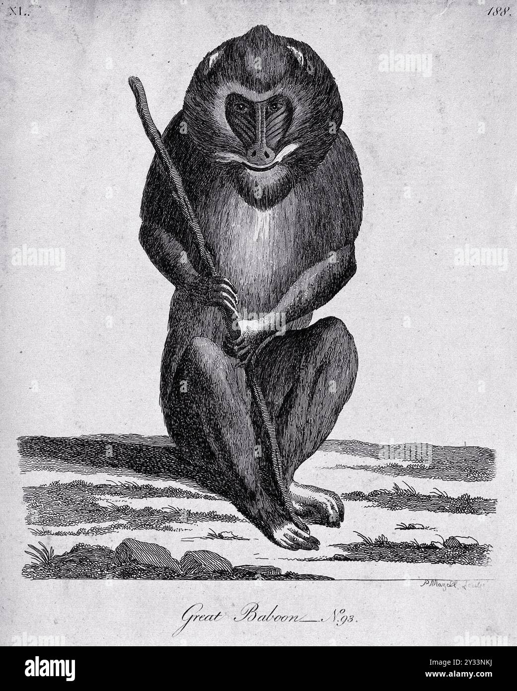 Baboon posture art hi-res stock photography and images - Alamy