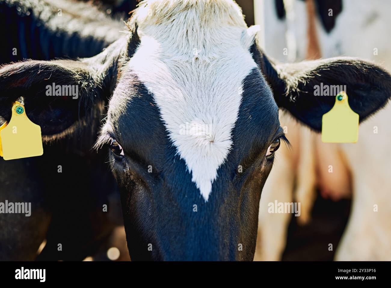 Agriculture, face and tag with cow on farm for beef, cattle or dairy ...