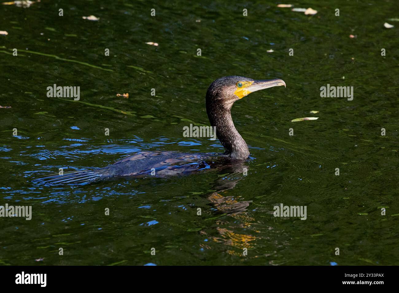 Cormorant (Phalacrocorax carbo) swimming in calm water Stock Photo - Alamy