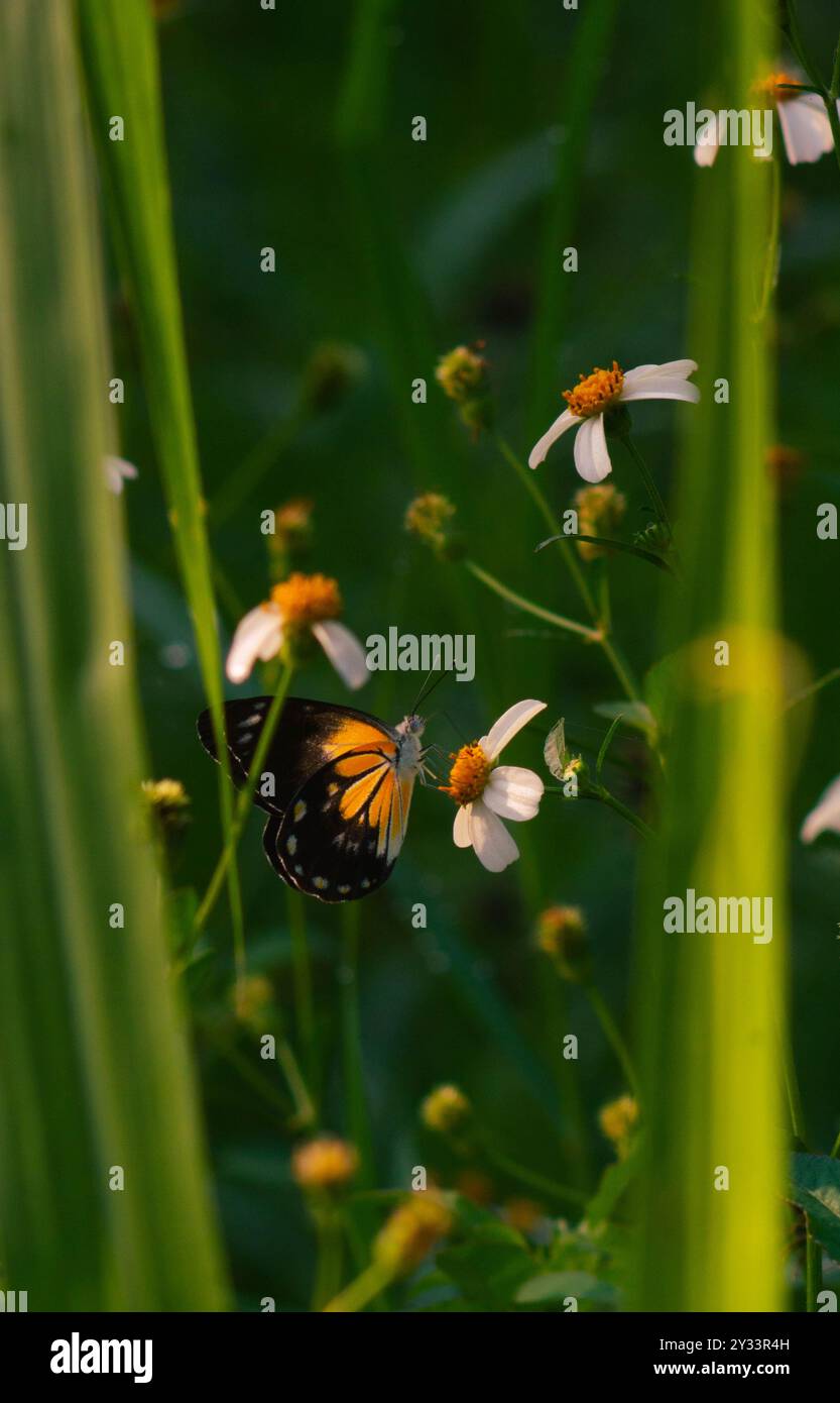 butterfly with a combination of black, white and yellow. butterfly ...