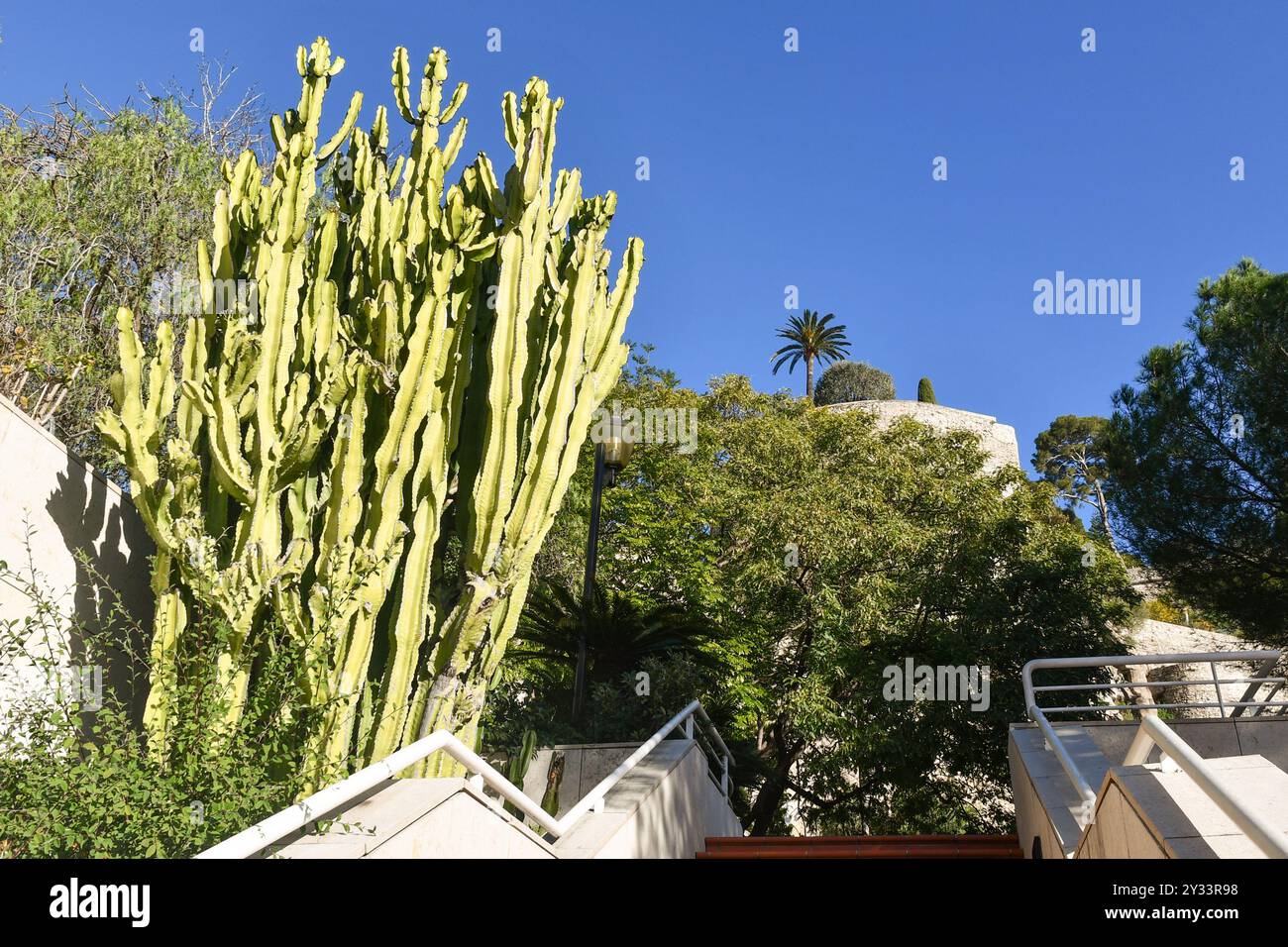 Low-angle view of a giant cactus candelabra tree next to the staircase ...