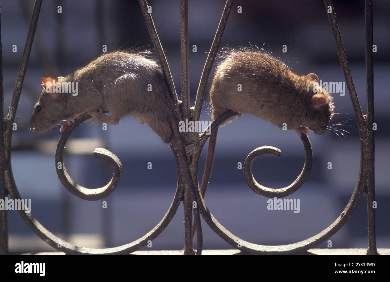 a Rat inside of the Karni Mata Rat Temple in the Town of Deshnoke in ...