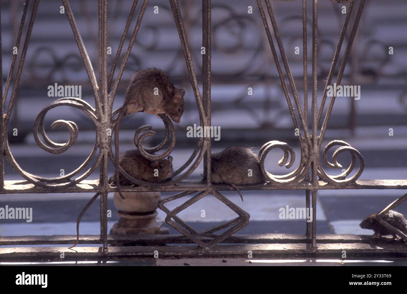 a Rat inside of the Karni Mata Rat Temple in the Town of Deshnoke in ...