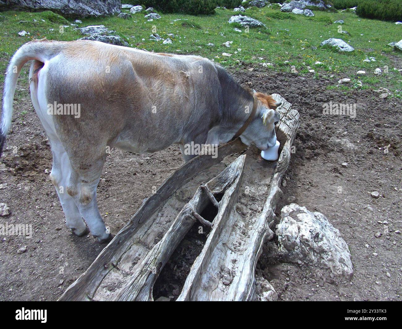 Independent cow eating salt hi-res stock photography and images - Alamy