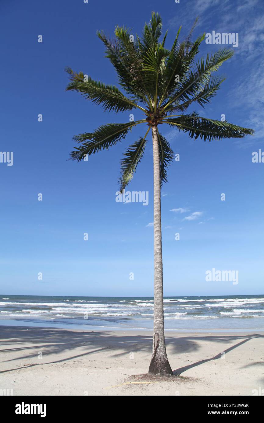 one coconut tree white sand beach and blue sky beautiful nature relax ...