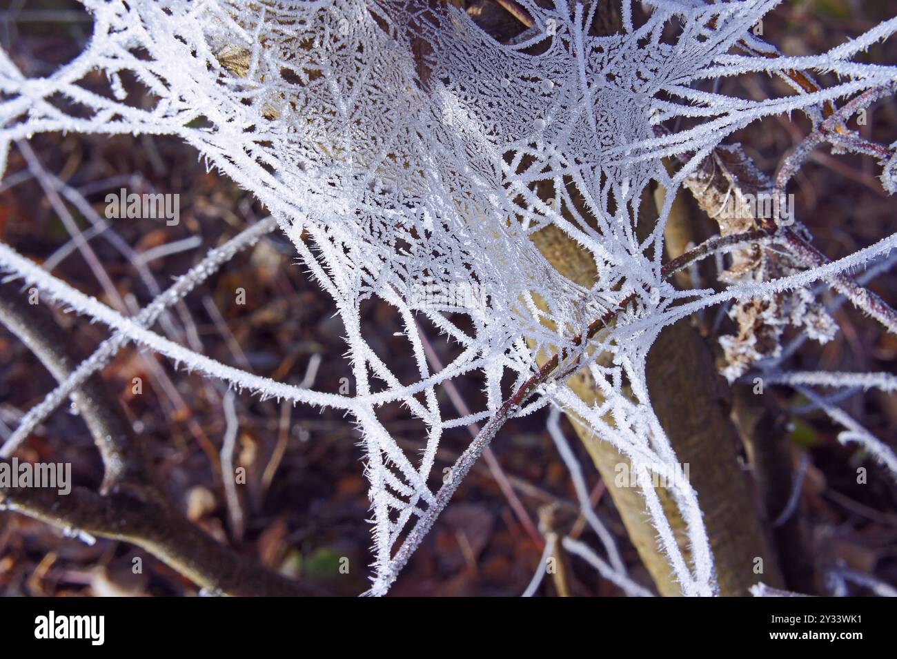 Forst and pattern hi-res stock photography and images - Alamy