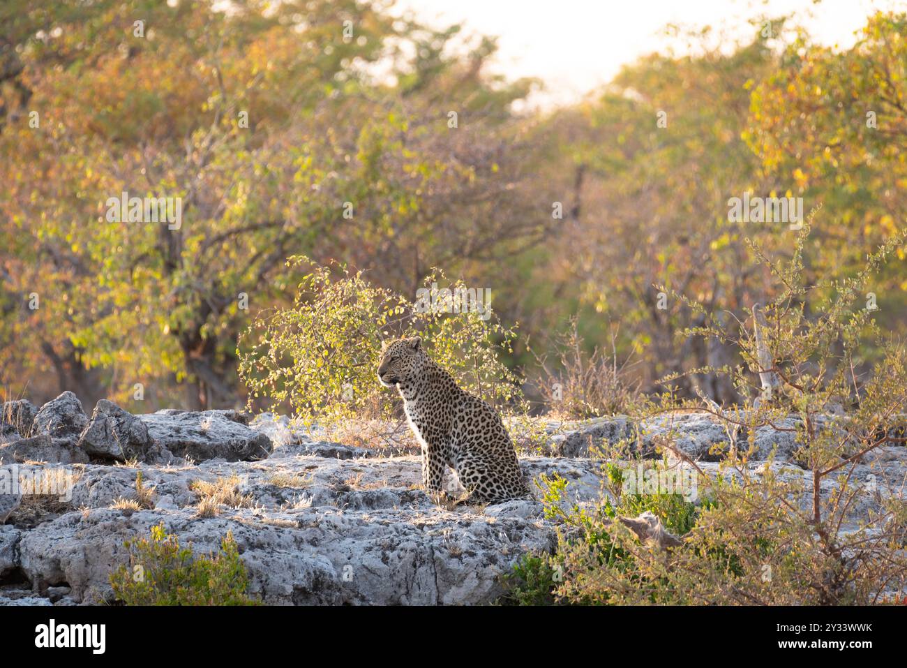 African Leopard (Panthera pardus) on rocky ground at sunrise in Etosha ...