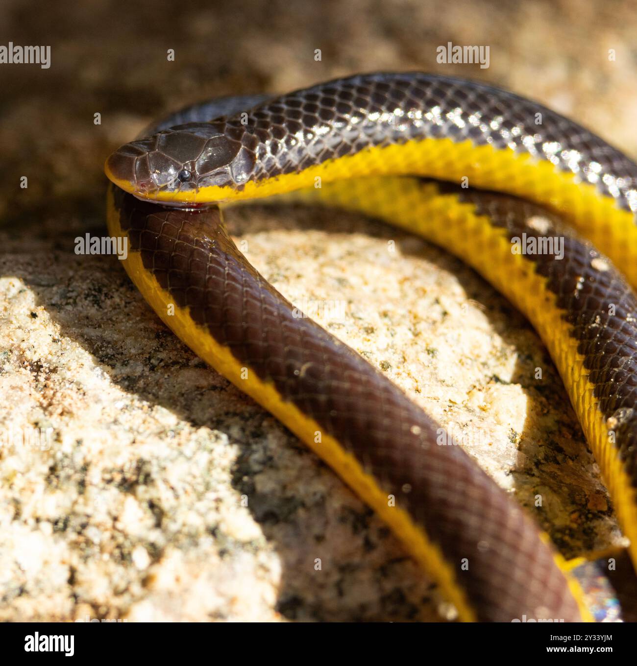 The Mpwapwa Purple-glossed Snake is a rare endemic to central Tanzania ...