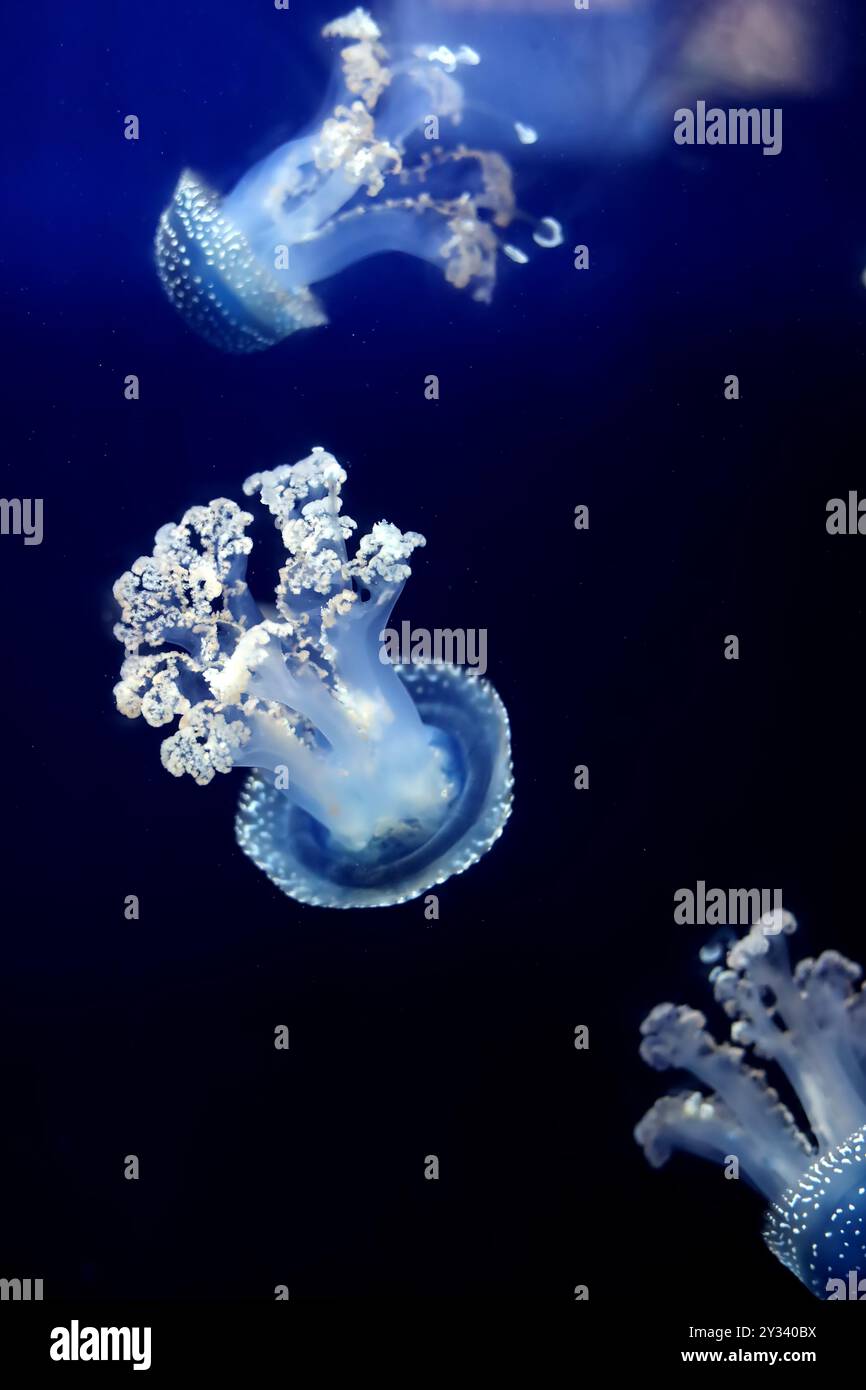Tropical Jellyfish Phyllorhiza punctata white-spotted jellyfish aka ...