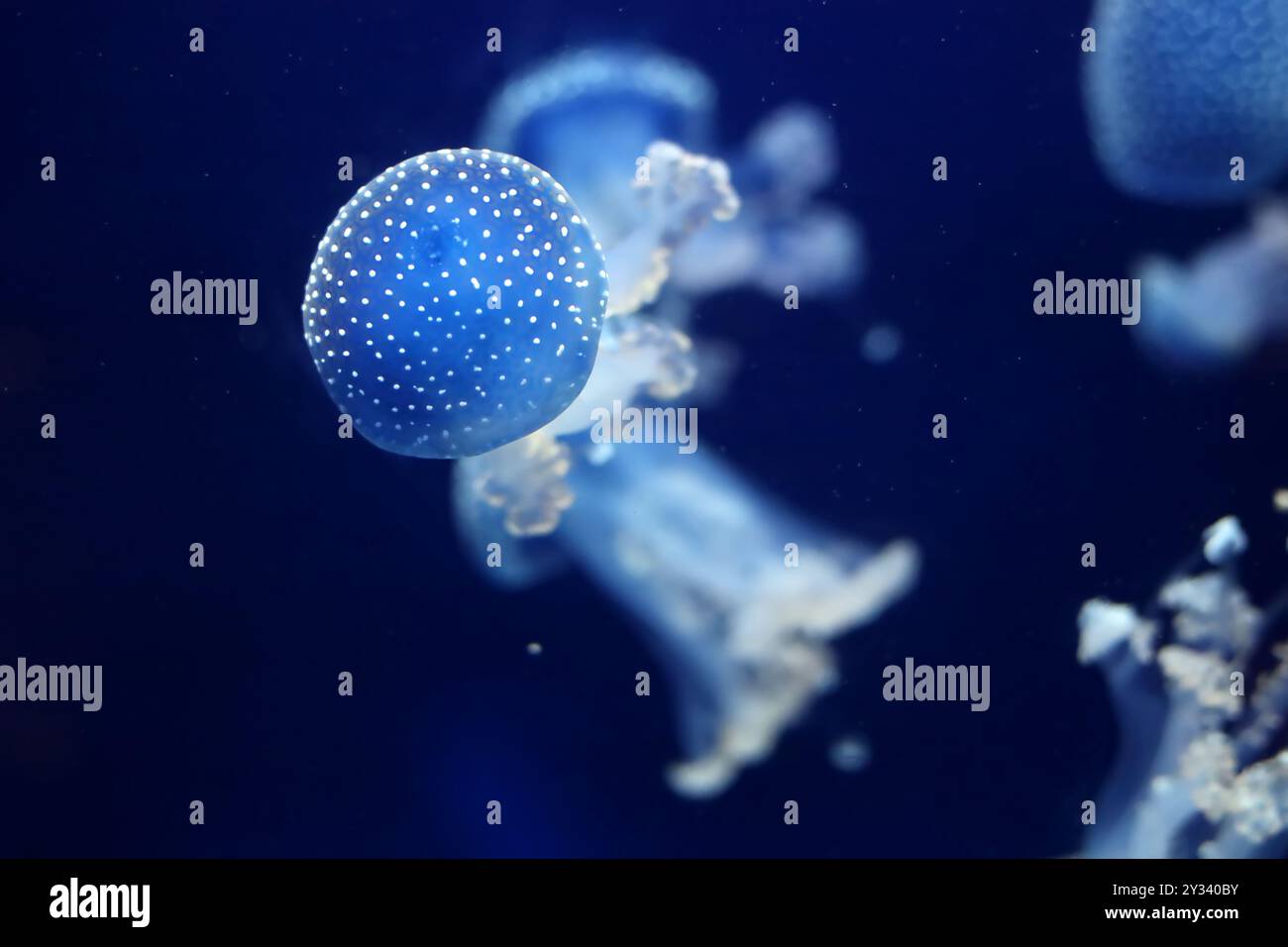 Tropical Jellyfish Phyllorhiza punctata white-spotted jellyfish aka ...