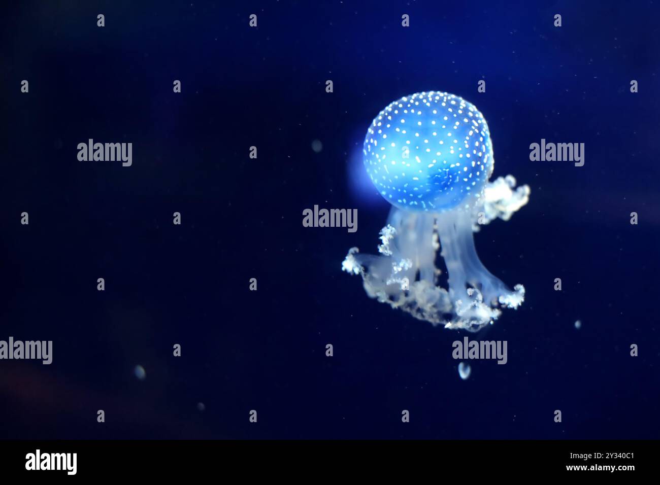 Tropical Jellyfish Phyllorhiza punctata white-spotted jellyfish aka ...