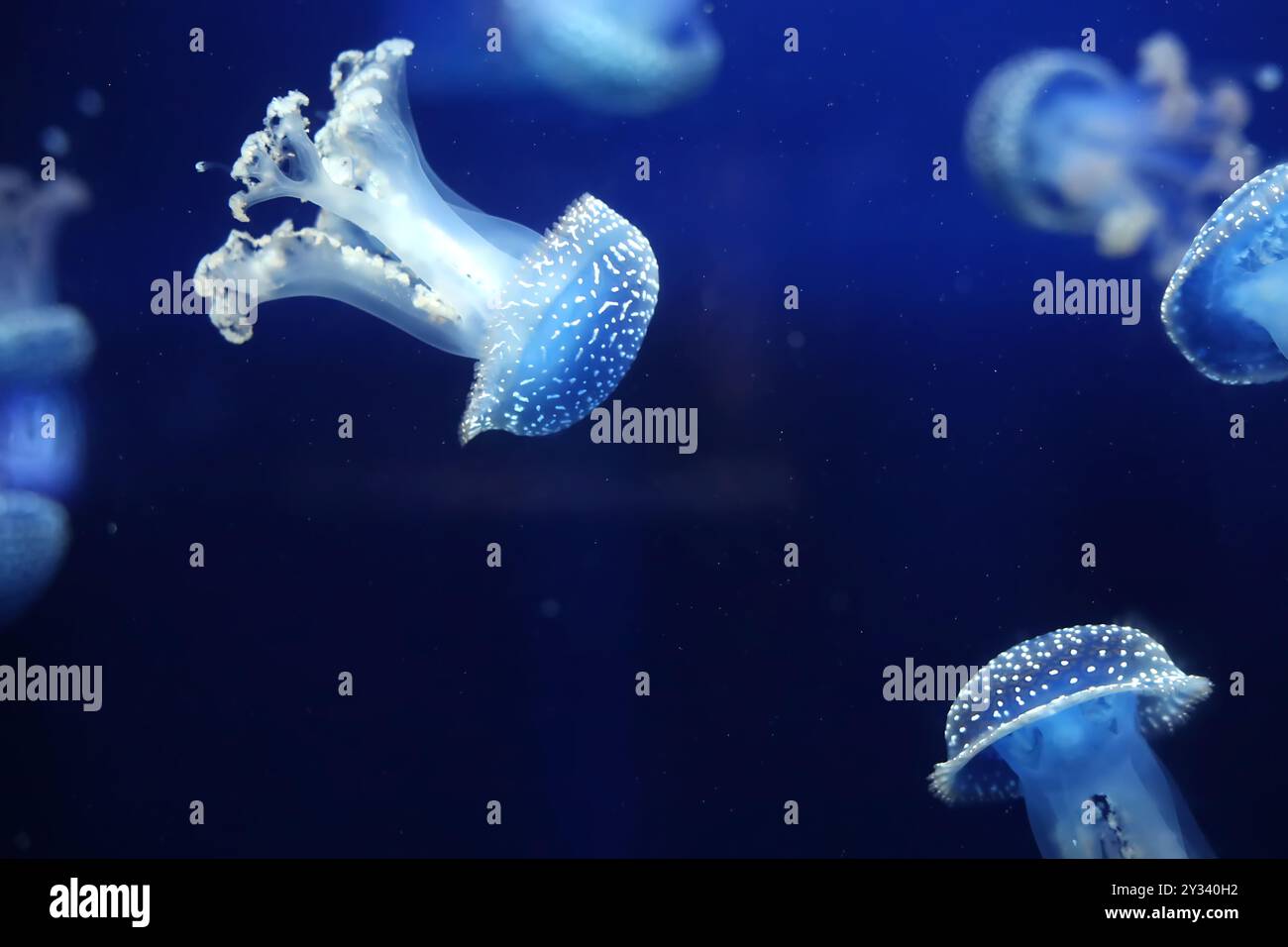 Tropical Jellyfish Phyllorhiza punctata white-spotted jellyfish aka ...