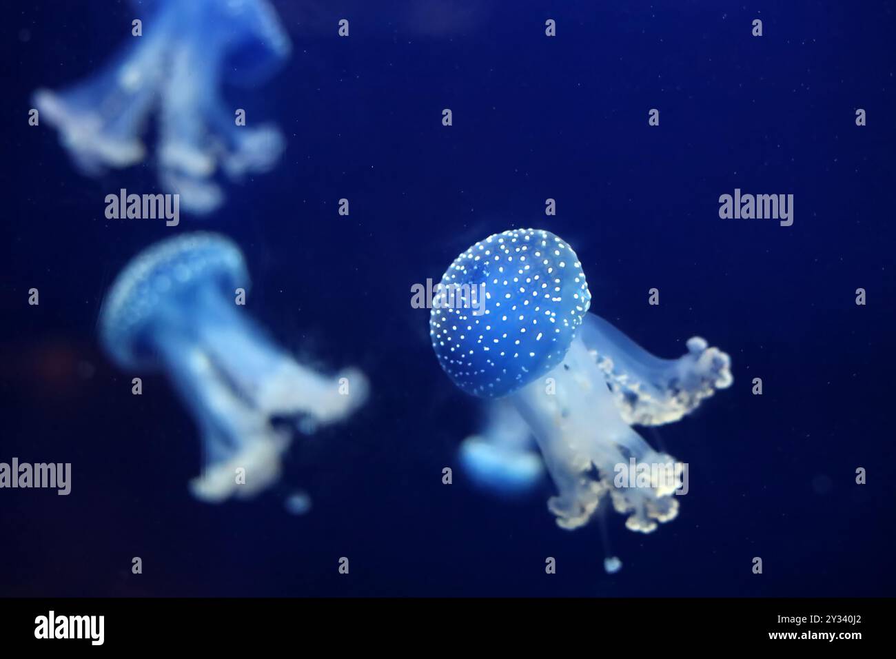 Tropical Jellyfish Phyllorhiza punctata white-spotted jellyfish aka ...
