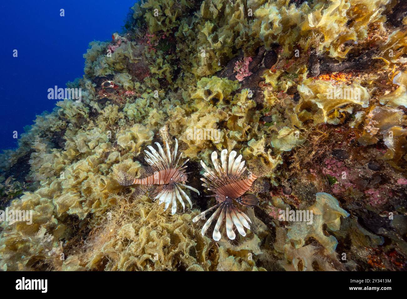 Macro algae canopy, Lobophora variegata, and lionfishes, Pterois miles ...