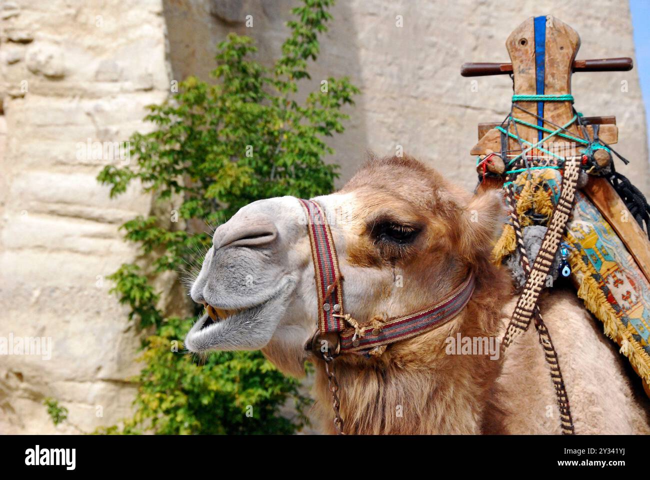 Portrait of a camel with colored cell in Cappadocia, Turkey Stock Photo ...