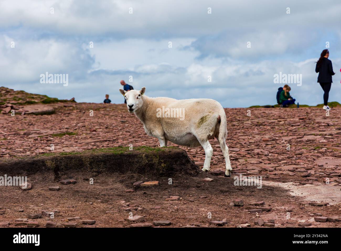A sheep begging for food from hikers on the summit of Pen-y-Fan, the ...