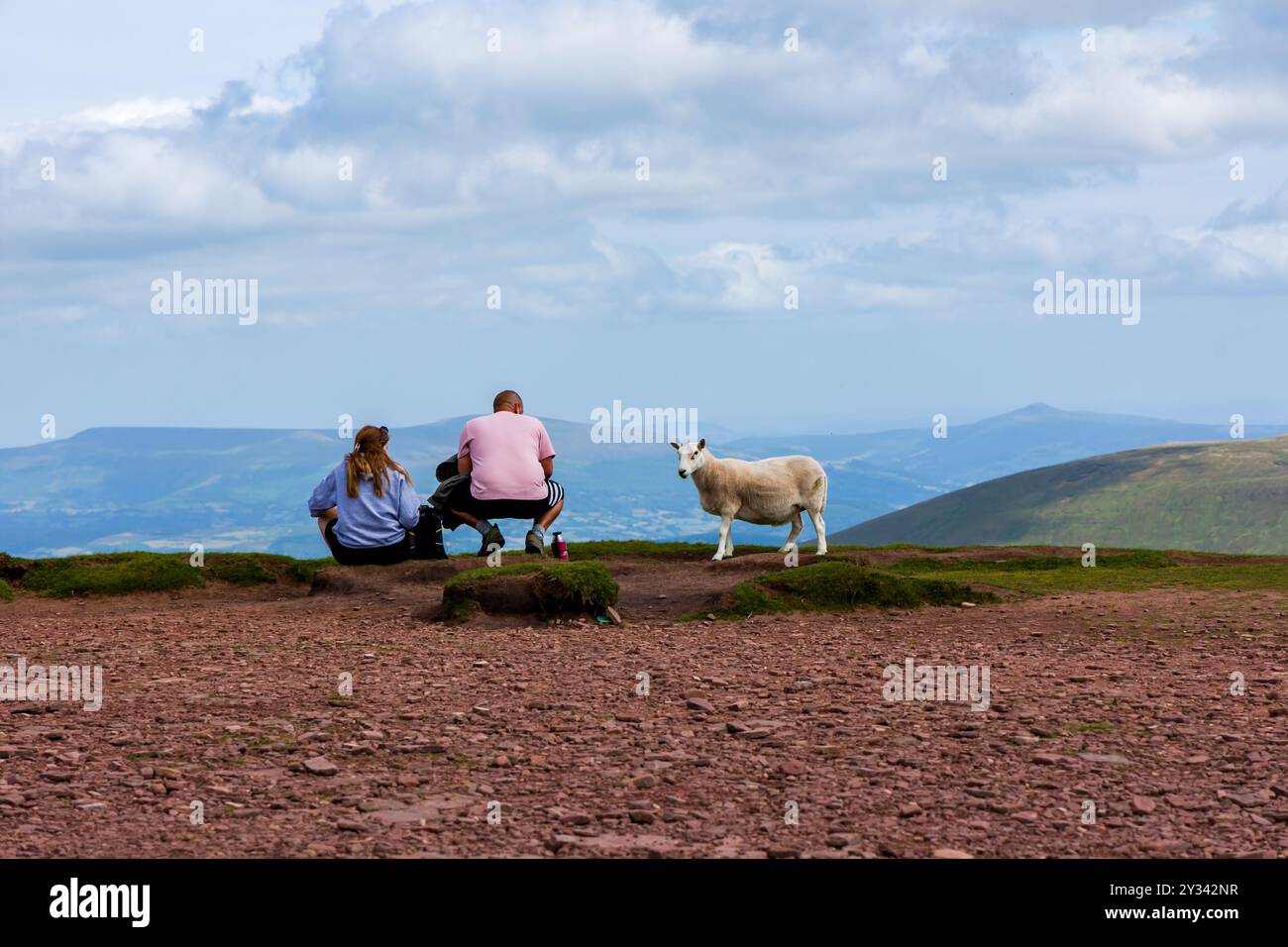 A sheep begging for food from hikers on the summit of Pen-y-Fan, the ...