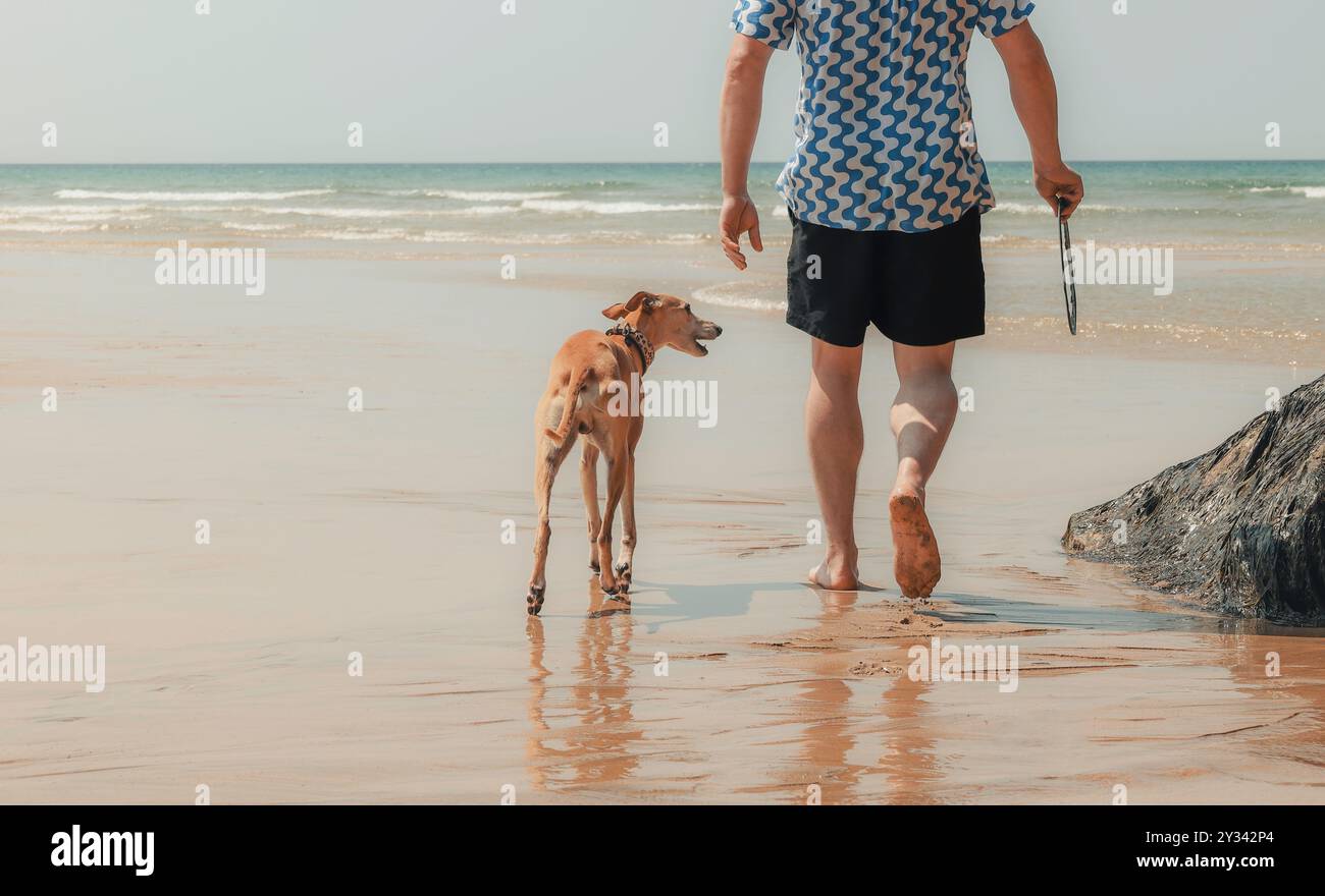 Casual stylish man walking his whippet dog on sandy beach near blue ...